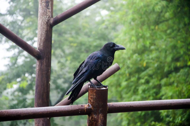 Crow standing on fence stock photo. Image of tree, watching - 44217424