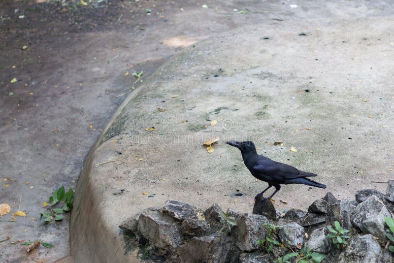 The Crow is Standing for Find Some Food Stock Image - Image of watching ...