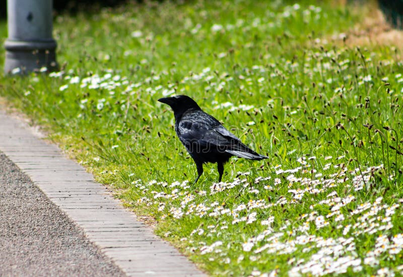 Crow standing on grass stock image. Image of side, bird - 42993577