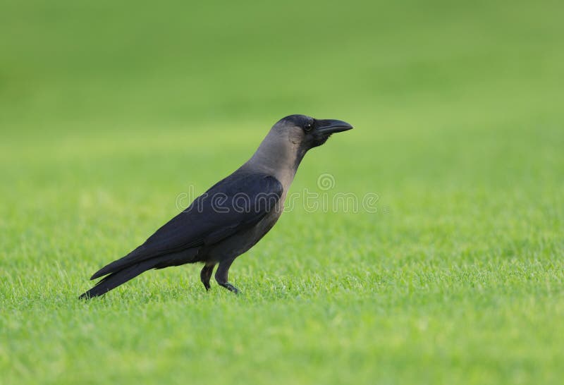 Crow Standing on Green Grass in a Park. Corvus Splendens Stock Image ...