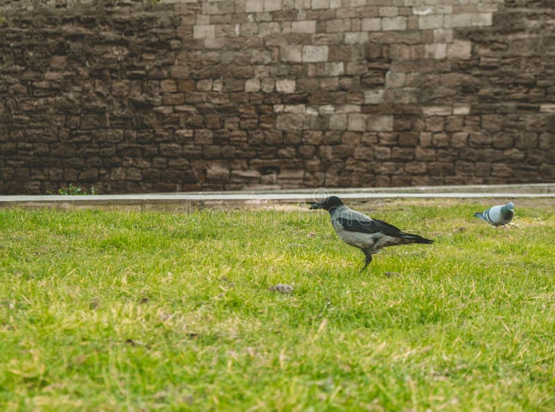 Crow Standing on a Green Lawn in the Park Stock Image - Image of ...