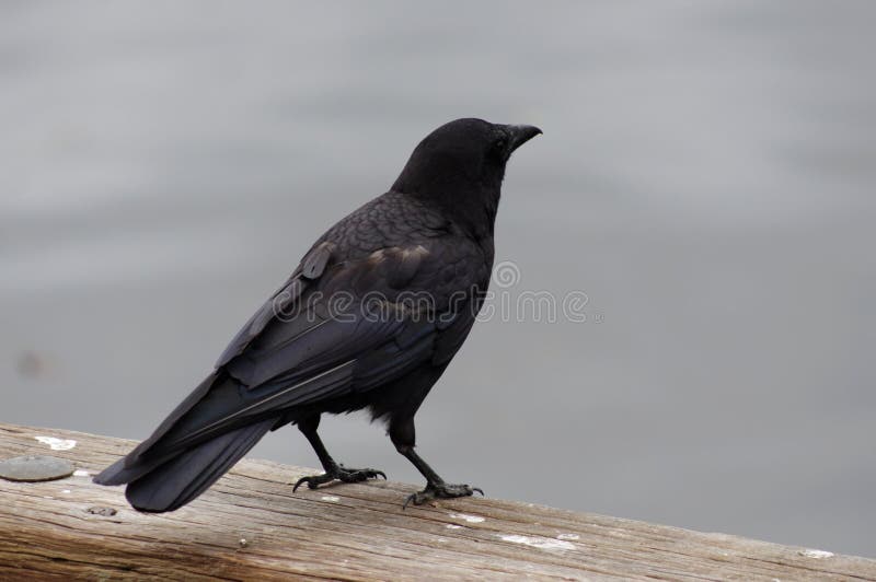 Crow stock image. Image of nsand, beach, bird, crow, animal - 46757077