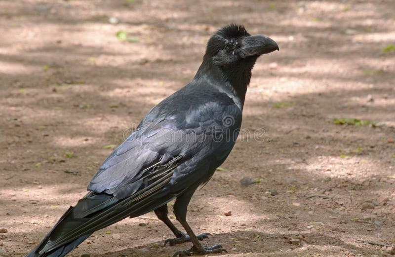 Crow stock photo. Image of cape, crow, wild, culture - 97716984