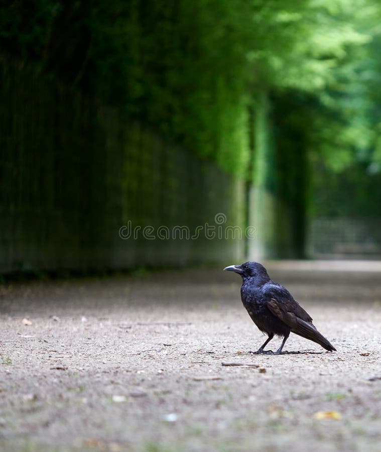 Crow Standing on the Ground Stock Image - Image of peck, environment ...