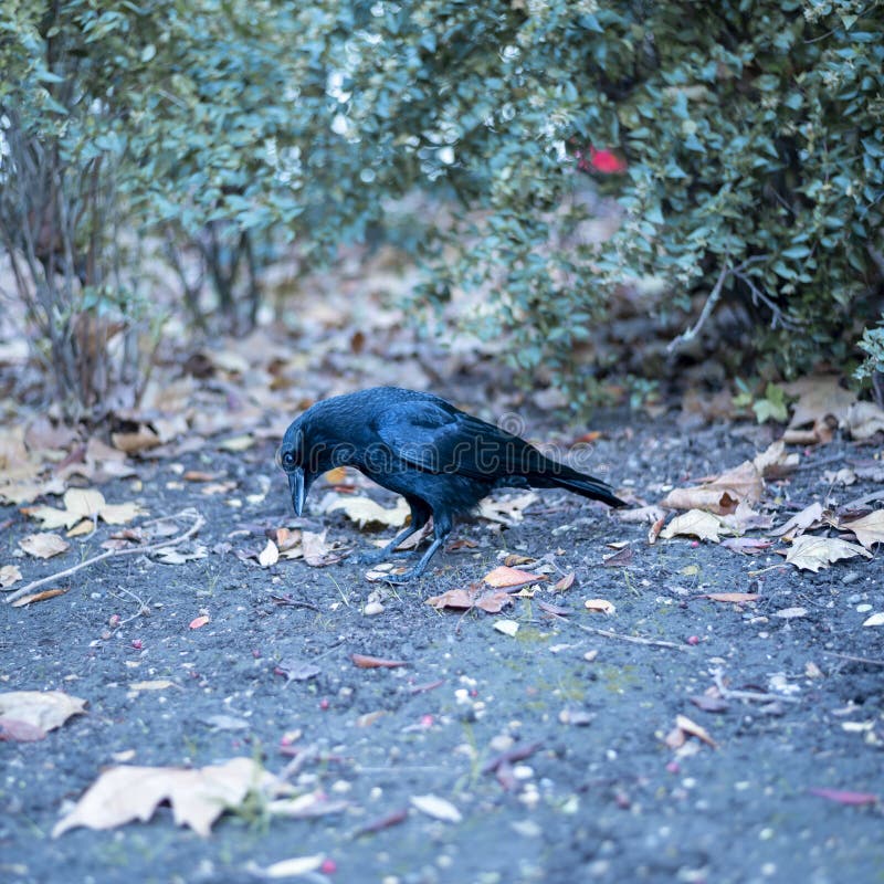 Crow Standing on the Ground Looking Up Stock Photo - Image of twitching ...