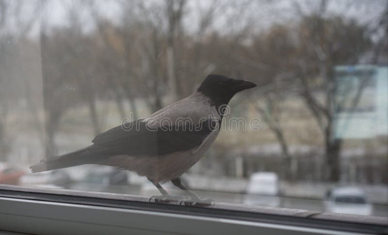 228 Bald Crow Stock Photos - Free & Royalty-Free Stock Photos from ...