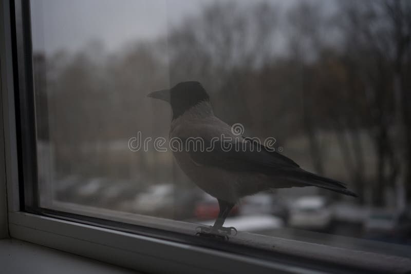 Crow Standing Outside the Window Stock Image - Image of outside ...