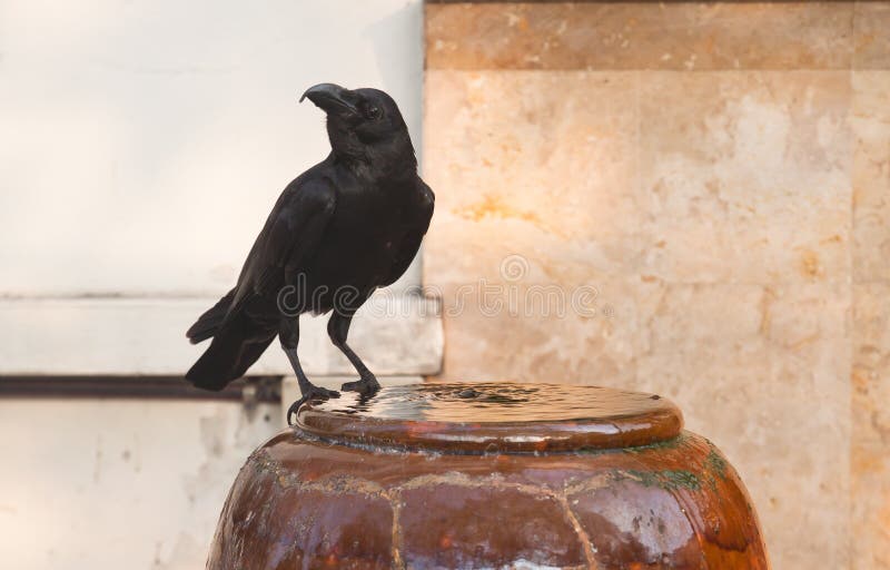 The Pottery As Crow with Many Head Stock Image - Image of handmade ...