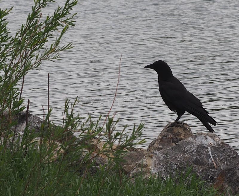Crow Standing on a Rock stock photo. Image of intelligent - 55318548