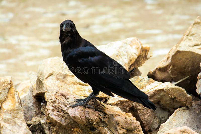 Crow stock image. Image of garden, side, animals, stone - 45859535