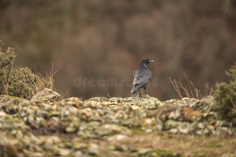 Crow Standing on Stone Ground Stock Image - Image of nature, fighting ...