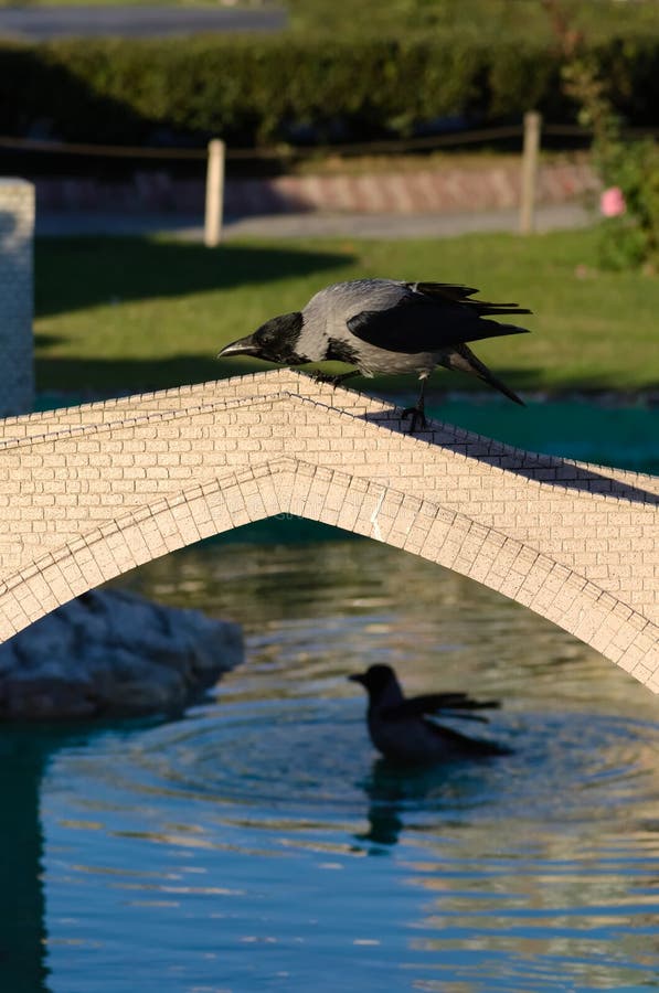 Crow Standing on Top of a Miniature Bridge Stock Image - Image of crow ...