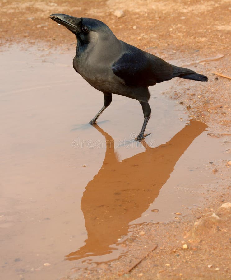 Crow stock photo. Image of strolls, bird, reflection - 140085770