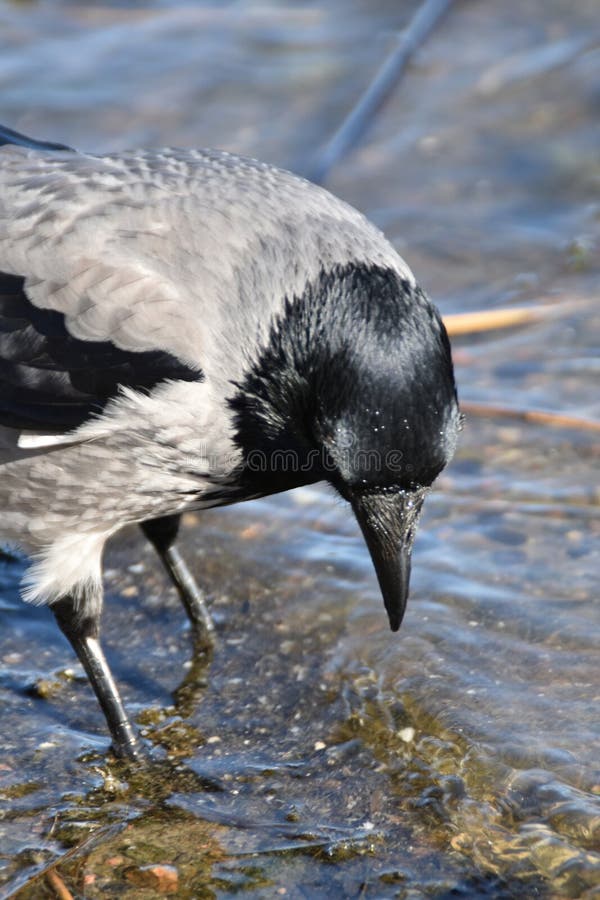 A Crow in Water stock image. Image of wing, crow, lovely - 370103639