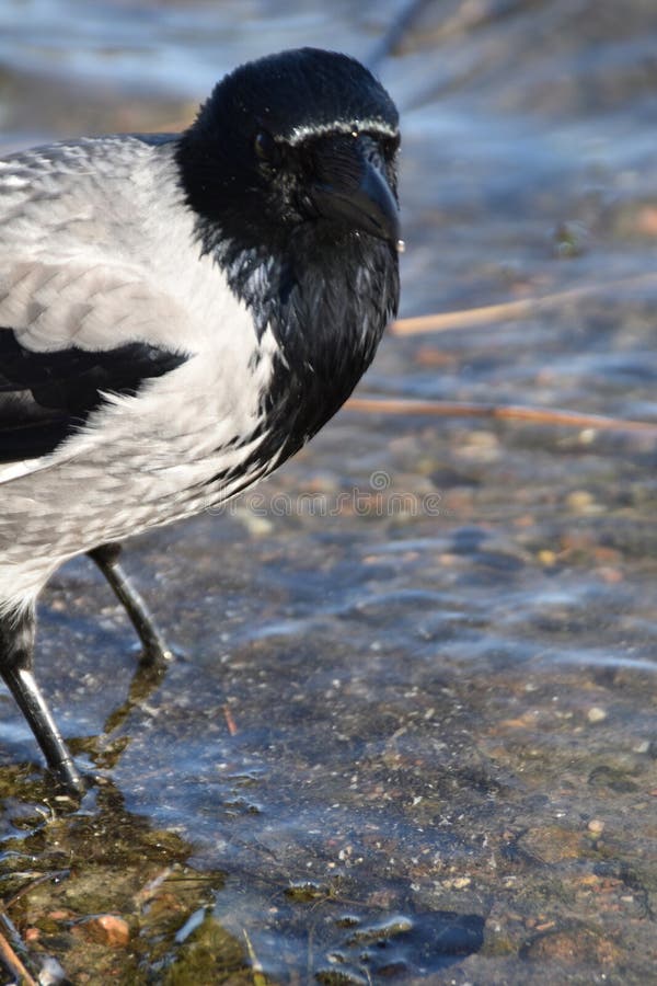 A Crow in Water stock image. Image of feature, bright - 370103701