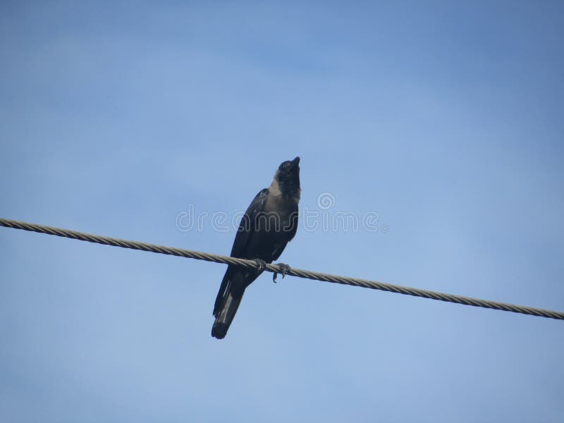 Crow stock photo. Image of bird, crow, wire, tanzania - 102016988