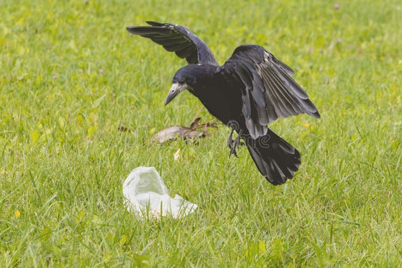 The Crow Stands on the Container and Watches Carefully Stock Image ...