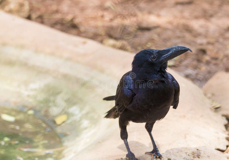 The Crow Stands on the Edge of the Pond Stock Image - Image of studio ...