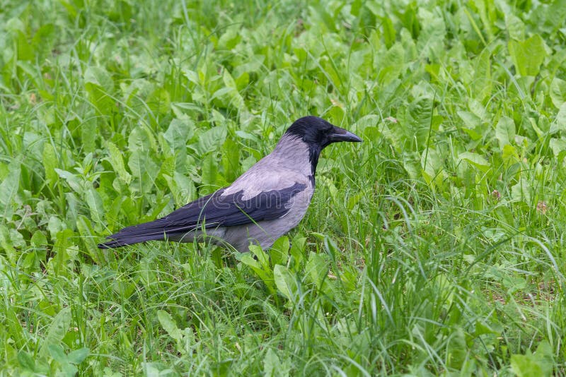 Crow Stands on the Grass of the City Lawn Stock Image - Image of ...