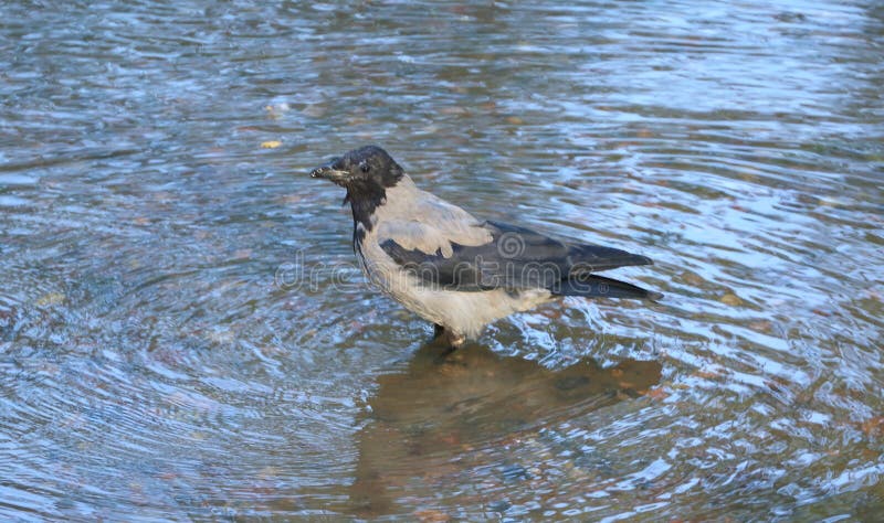 Crow Stands Knee-deep in Dark Water Stock Photo - Image of water ...