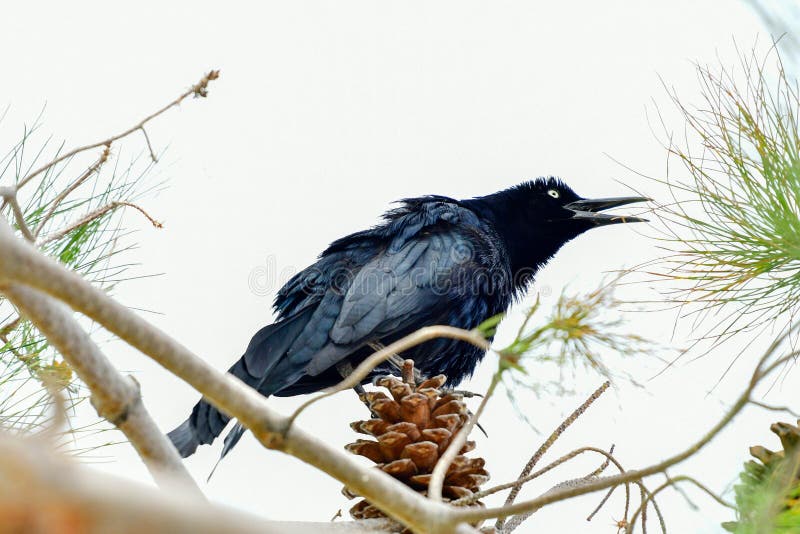 The Crow Stands on the Pine Cone and Calls for Lovers Stock Image ...