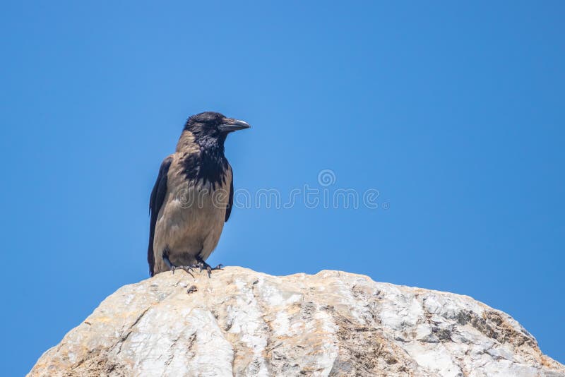 A Crow Stands on a Rock Against a Blue Sky Stock Photo - Image of blue ...