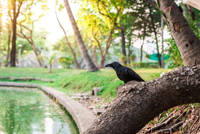 The Crow Stands on a Tree in the Pond and Has Natural Views Stock Image ...