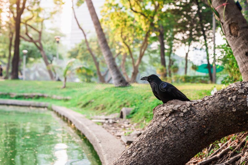 The Crow Stands on a Tree in the Pond and Has Natural Views Stock Image ...