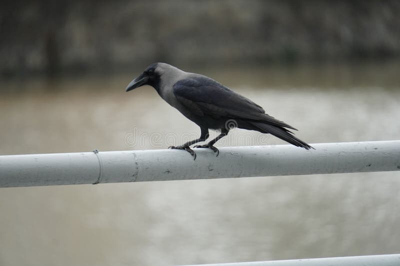 A Crow Staring into the River Stock Photo - Image of green, color ...
