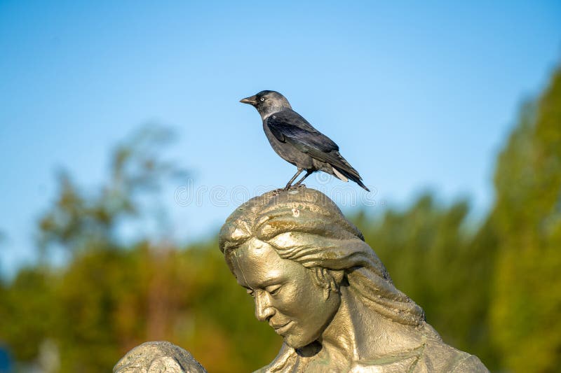 The Crow on the Statue S Head Stock Image - Image of nature, wildlife ...