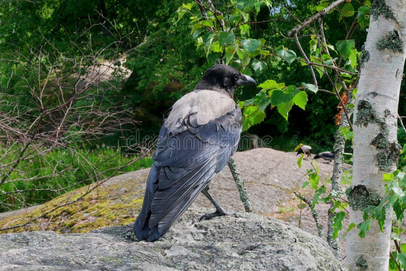 Crow on a stone close-up stock photo. Image of crow - 253244966