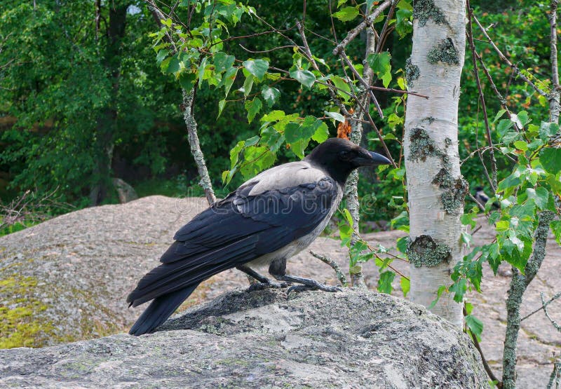 Crow on a stone close-up stock image. Image of stone - 253245025