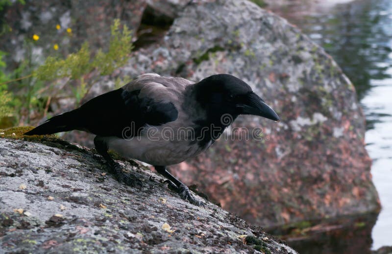 Crow on a Stone in the Forest Stock Image - Image of shorebird, flower ...