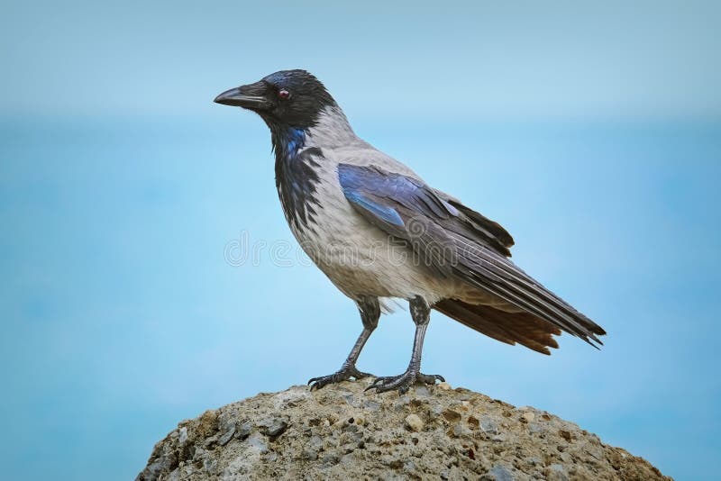 Crow on the Stone stock image. Image of crow, wildlife - 84197041