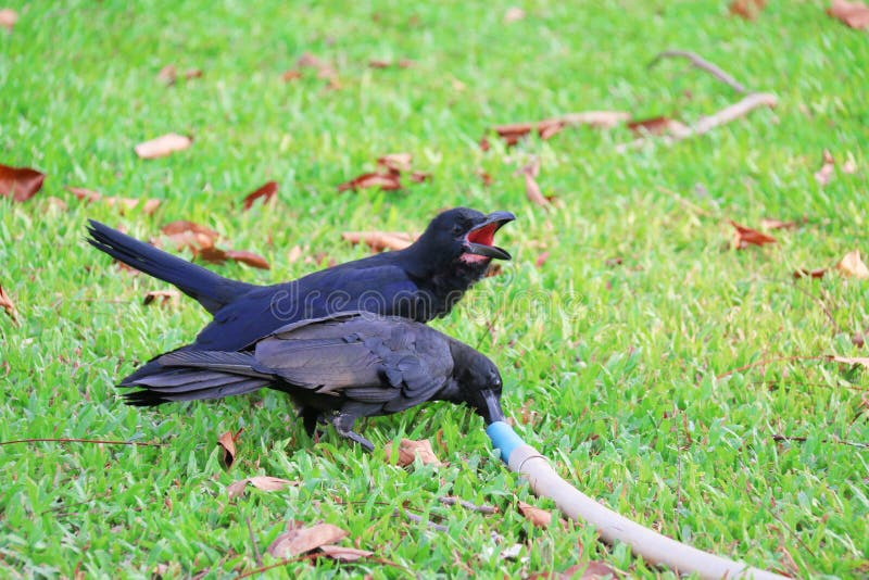 Crow stock image. Image of carrion, grey, corvidae, flying - 72331305