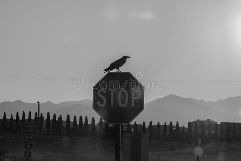 Crow on Stop Sign California Stock Image - Image of corvus, bird: 347828687