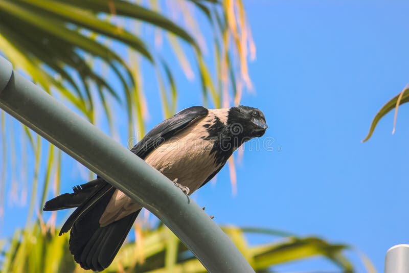 Crow Lamp Post Stock Photos - Free & Royalty-Free Stock Photos from ...
