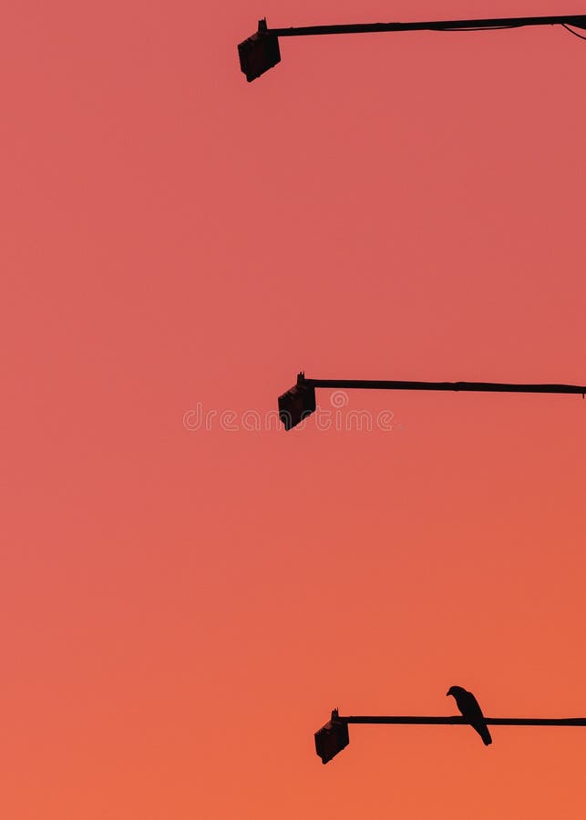 Crow on the Street Light Post during Sunset. Stock Photo - Image of ...