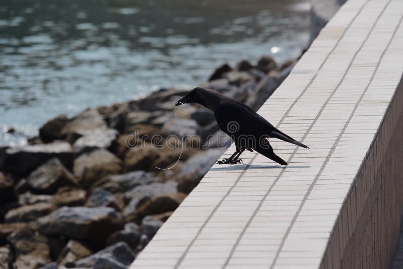 Crow with String in Beak at Seaside Georgetown Malaysia Stock Image ...