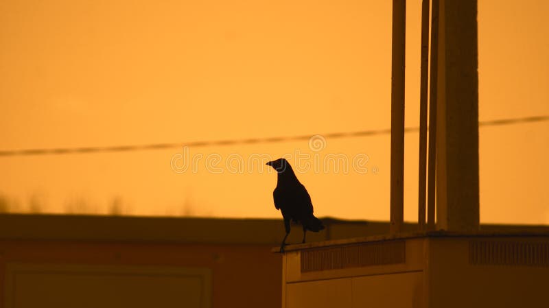 A Crow at Sunset, in My Backyard Stock Photo - Image of black ...