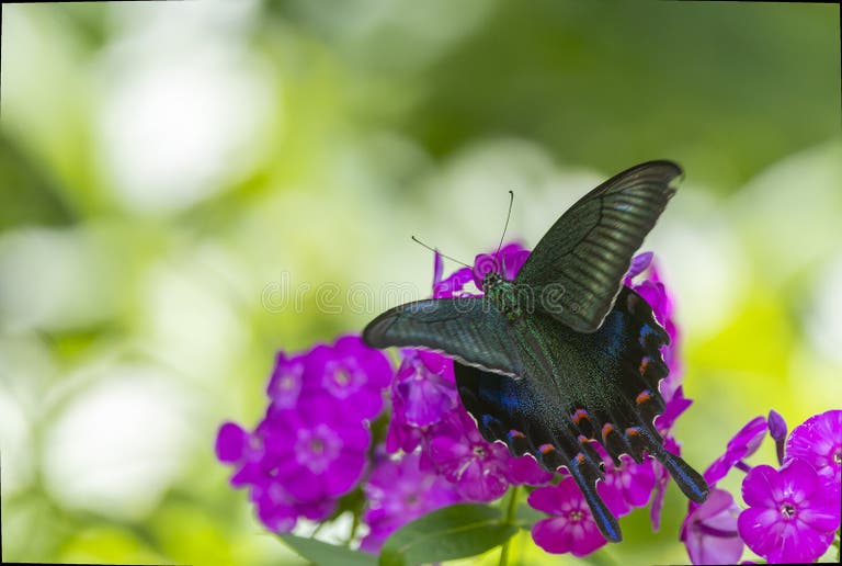 3,784 Swallowing Dolls Stock Photos - Free & Royalty-Free Stock Photos ...