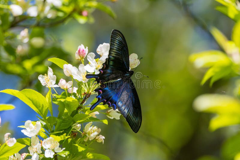 A Crow Swallowtail Swallowing Nectar of Toringo Crabapple Flower Stock ...