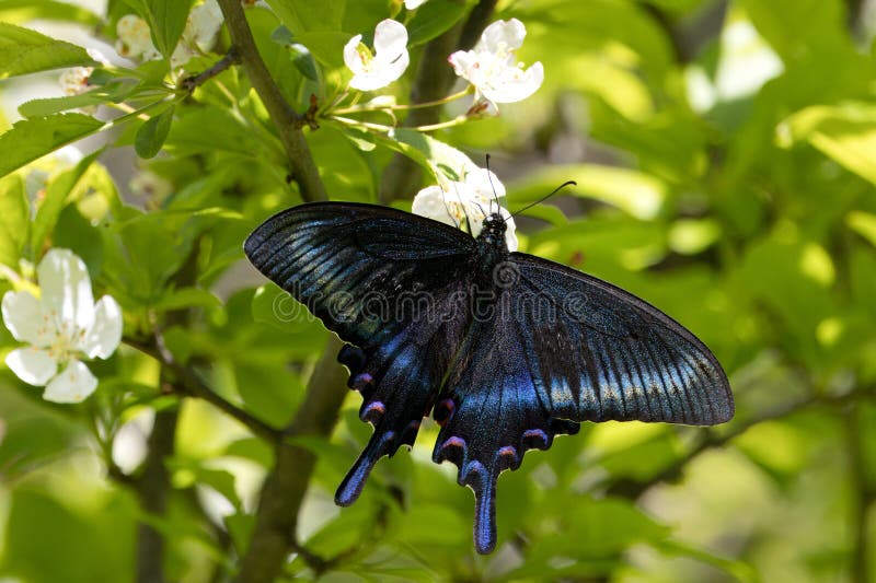 A Crow Swallowtail Swallowing Nectar of Toringo Crabapple Flower Stock ...