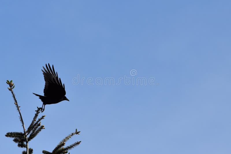 Crow Takes Off stock photo. Image of elegant, bird, claw - 70372592