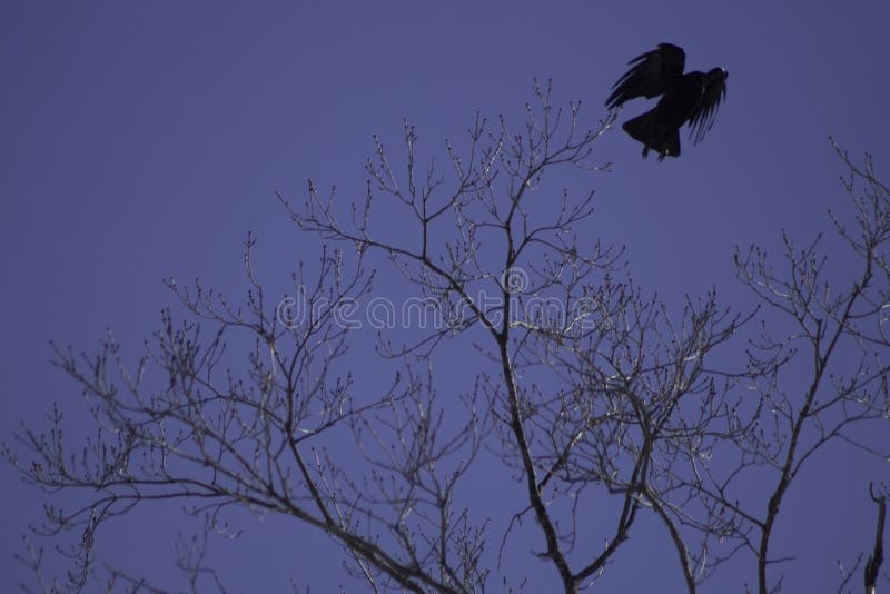 Crow Taking Flight stock image. Image of black, maple - 90060379