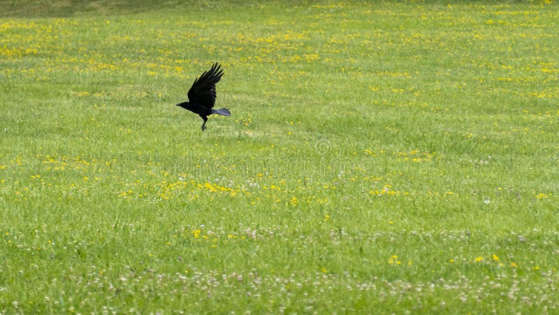 Crow Taking Flight from a Verdant and Flowering Meadow in Early Spring ...