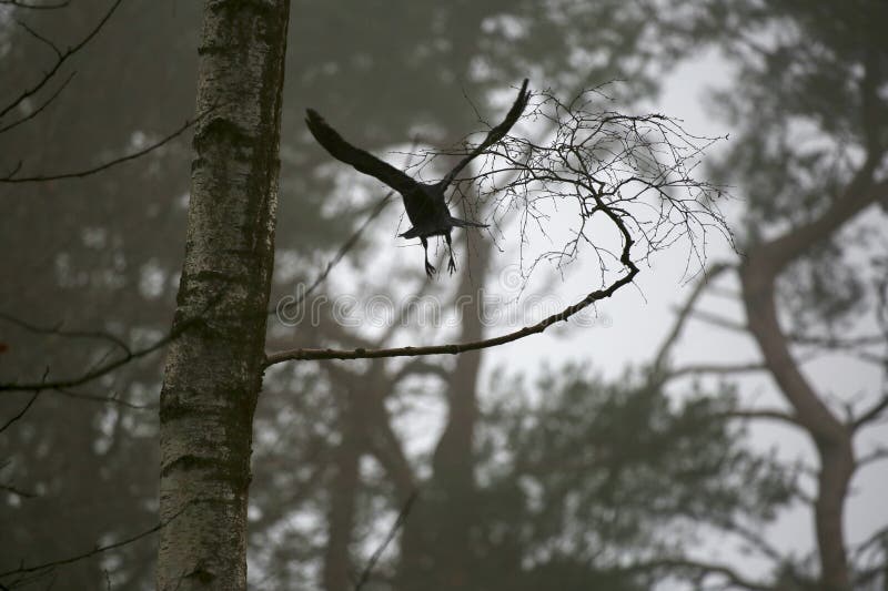 Crow Taking Off from a Tree Stock Image - Image of berkshire, wings ...