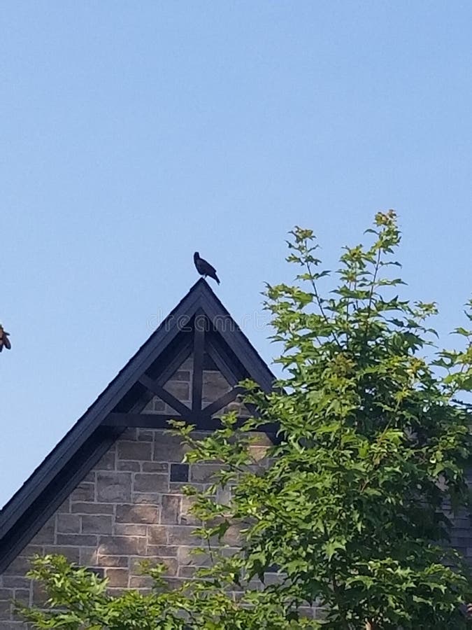 Crow on a tall building stock photo. Image of crow, home - 174870474