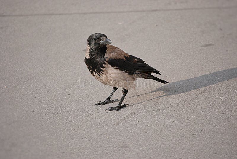 Crow stock image. Image of shadow, bird, morning, crow - 188360679