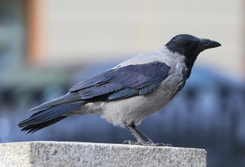 Crow on top of a pillar stock image. Image of bird, pillar - 127408671